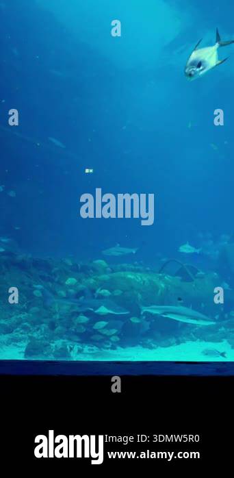 Pair of fish swimming in aquarium Stock Video Footage - Alamy