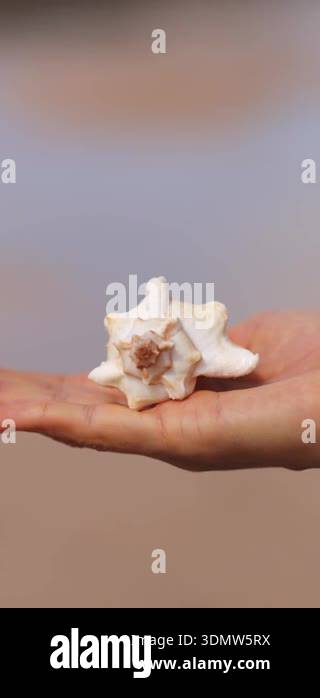 A white sea shell with spiral ridges rests gently in an open palm, with ...