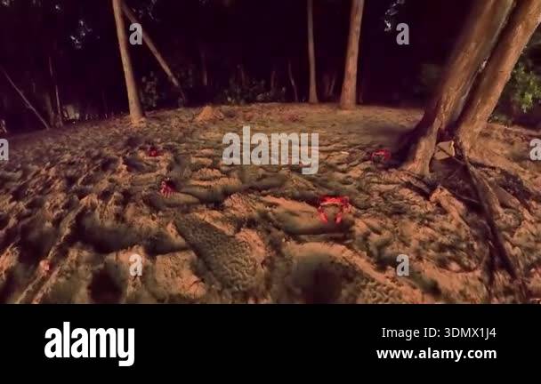The red land crabs at night, Martinique, French Antilles in caribbean ...