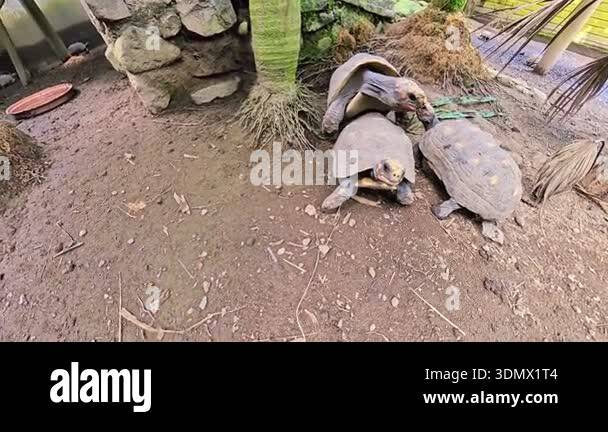 Two red-footed tortoises mating on earthy ground amid green foliage ...