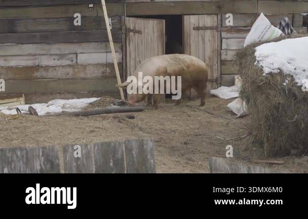 A terrestrial animal from the Suidae family, the pig, is seen eating ...