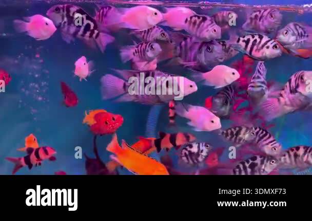 Various types of ornamental fish in the aquarium, with various colors ...