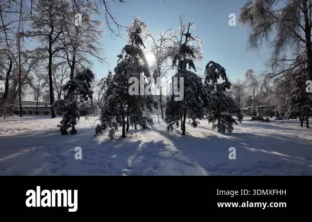Snowy winter trees in a sunny public park with a clear blue sky. This ...