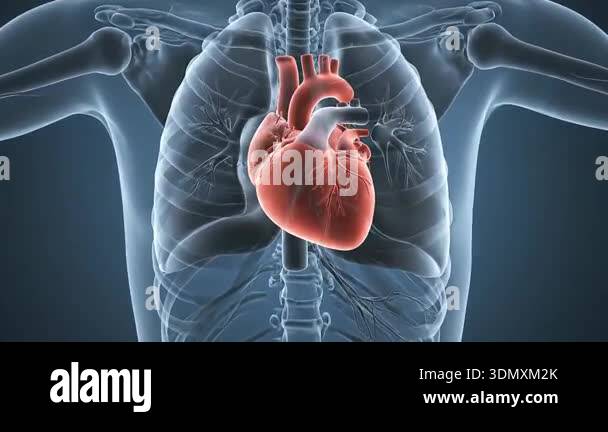 Human Heart Anatomy: 3D Rotating Model of Cardiovascular System Stock ...