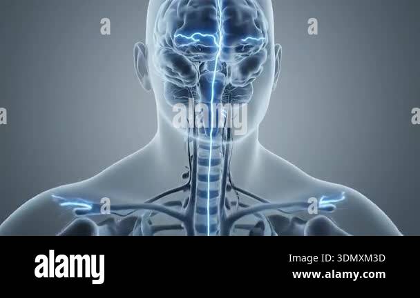 Animated human brain nervous system Stock Videos & Footage - HD and 4K ...