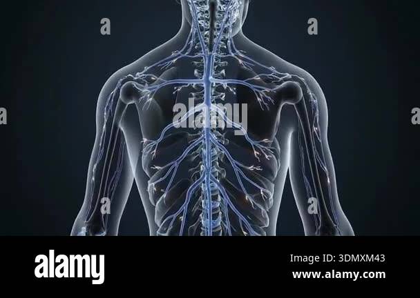 Animated Human Anatomy Visualization of Lymphatic System Stock Video ...