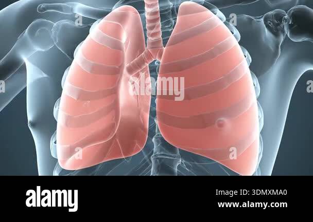 Human Respiratory System Anatomy: 3D Animated Lungs and Bronchi Stock ...