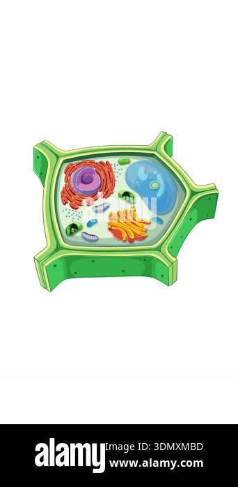 Illustration of plant cell components with labels, highlighting ...