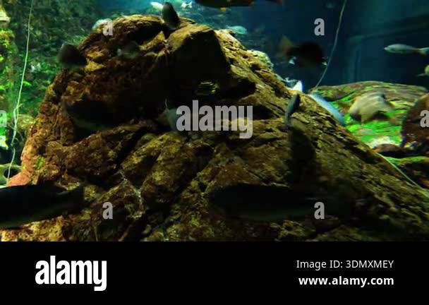 Fish glide around a large rock in an aquarium Stock Video Footage - Alamy