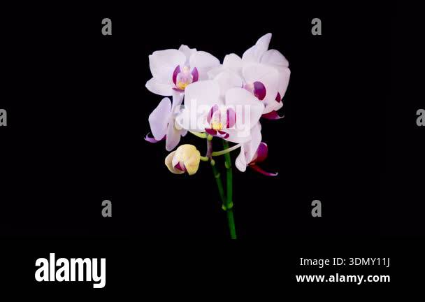 Orchid Blossoms. Blooming White Orchid Phalaenopsis Flower on Black ...