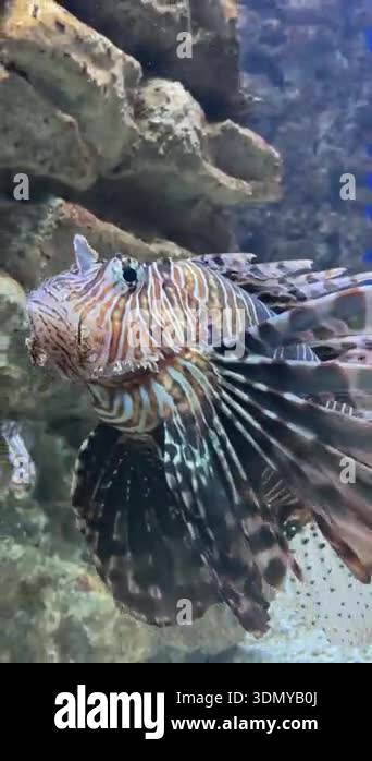 Vertical footage of a poisonous predatory lionfish (zebra striped ...