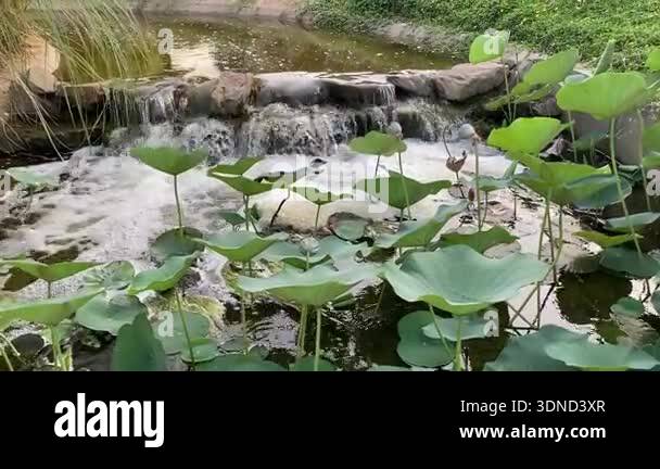 A small serene pond with a gentle waterfall flowing over rocks ...