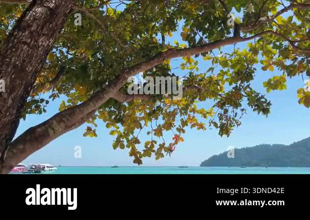 Leaves swaying gently in the breeze with sky and sea backdropnature ...