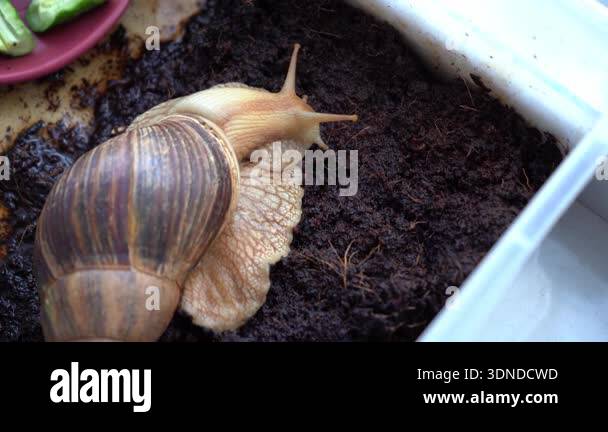 Big snail achatina pet. Animal at home. Food in plastic box. Terrarium ...