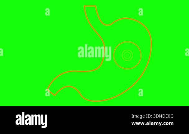 Animated linear orange symbol of stomach with pulsating circles. Focus ...