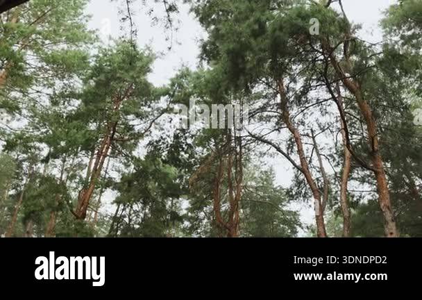 Looking Up At Pine Canopy Under Overcast Sky, Tall Reddish Trunks Rise ...