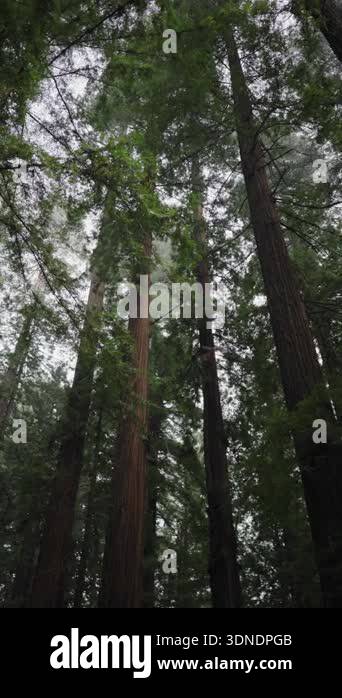 Tall redwood trees create a deep green forest scene with a lone person ...