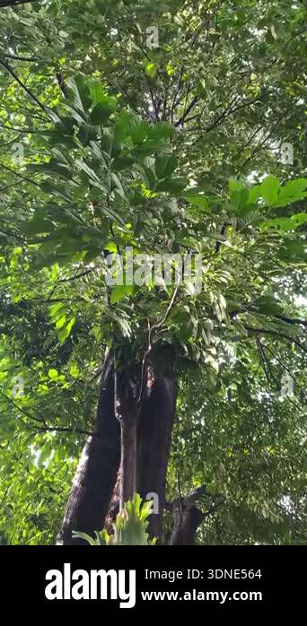 Summer rain in house garden with big tree with heavy rainfall. Raining ...