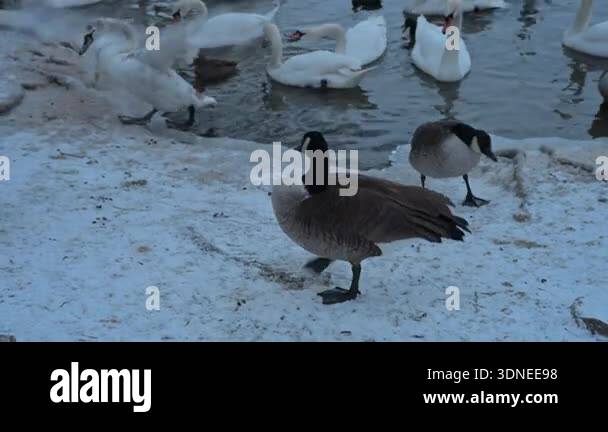Tilt-up of Canada goose feeding on snow; background shows aggressive ...