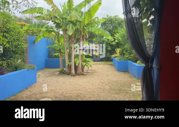 Tropical garden with banana plant, blue fence, raised planters and ...