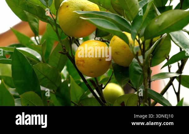Close-up of growing citrus fruit on a branch in an orange orchard Stock ...