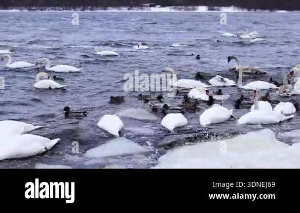 Wild white swans and ducks on the river in winter. A large number of ...