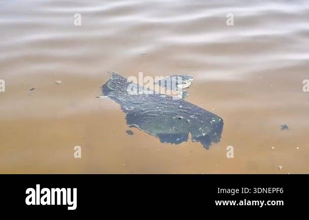 Close-up of fuel contamination on water, with oil and debris visible on ...