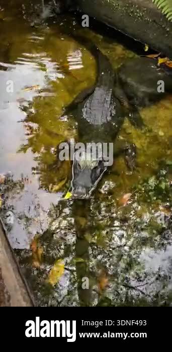 A crocodile stands partially submerged among rocks and tropical ...
