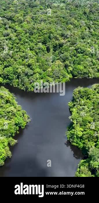 Amazon River at Amazon Forest. The famous tropical forest of world ...