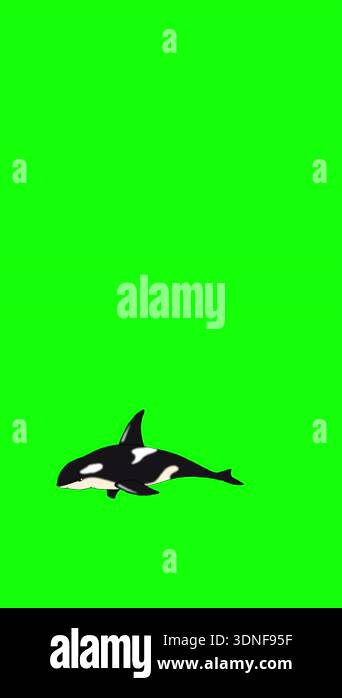 A cartoon-style black and white orca killer whale. Handmade 2D animated ...