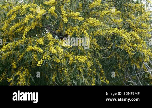 Blue wattle or mimosa yellow fluffy flowers and foliage close up Stock ...