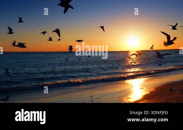 Sunset at the beach with birds flying over the ocean water and waves ...