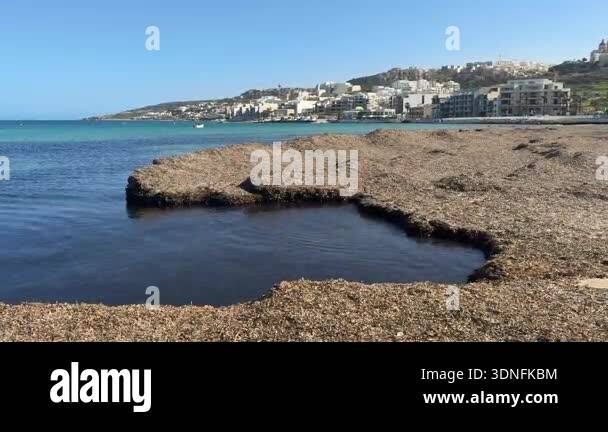 Scenic view of a beach covered with a thick layer of dry seaweed ...