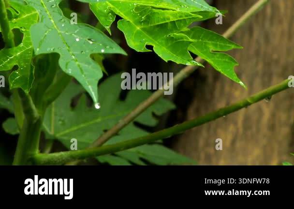 Cinematic close up footage of rain droplets dripping from a green leaf ...