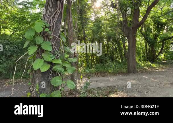 Thick green vines with large leaves climb the trunk of a tree beside a ...