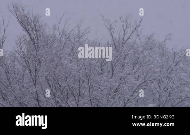 Tokyo,Japan - February 8, 2026: Falling heavy snow at dawn in February ...