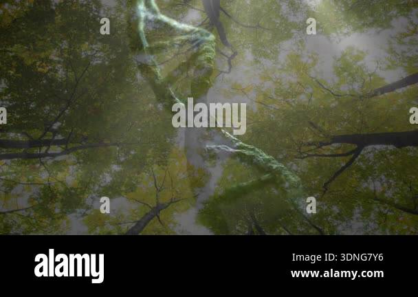 Sunlight through canopy sparking green helix forming, rotating ...