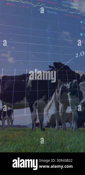 Animating stock market data over grazing cows in green field. Finance ...