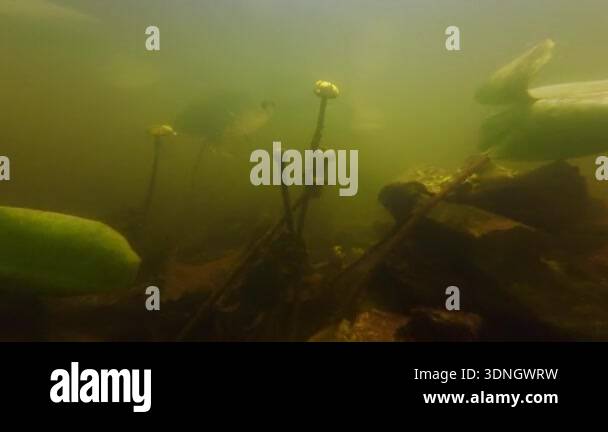 flooded Nuphar lutea aquatic plant flower blossom, shallow freshwater ...