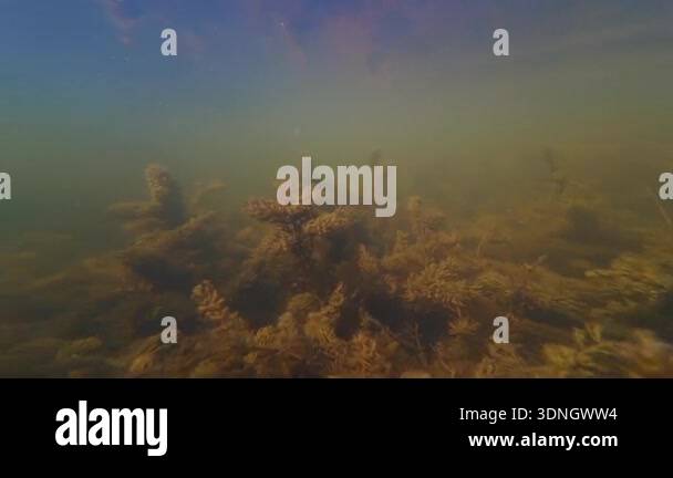 shallow freshwater underwater lake, hornwort and spiny naiad aquatic ...
