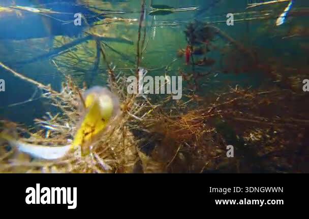 driftwood and twig pollution on silt bottom, willow root in shallow ...
