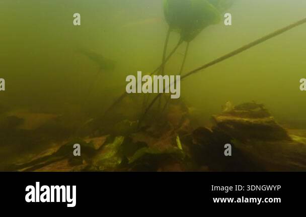 Nuphar lutea aquatic plant flower blossom, flooded shallow freshwater ...