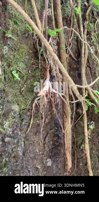 Vibrant Red Frog, The snake caught the frog, Closeup Of Small Amphibian ...
