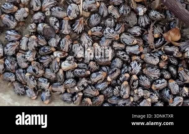 Seeds of Ricinus communis - commonly called castor beans, the source of ...