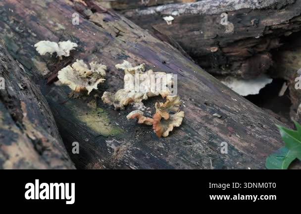 Bracket fungus, Schizophyllum commune or split gill fungus growing on ...
