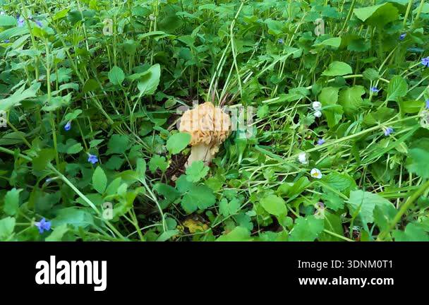 Beautiful morel fungi morchella Stock Videos & Footage - HD and 4K ...