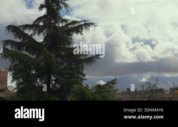 A large tree with a cloudy sky in the background Stock Video Footage ...