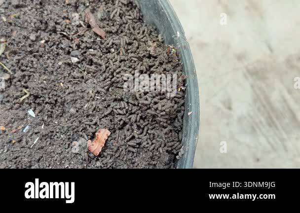Worm castings or vermicast on black plastic pot surface, organic ...