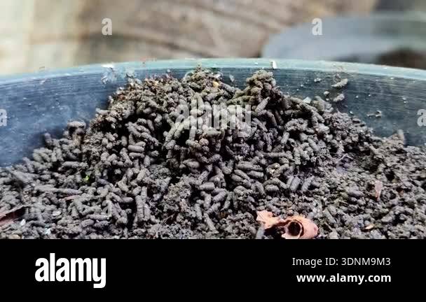 Worm castings or vermicast on black plastic pot surface, organic ...