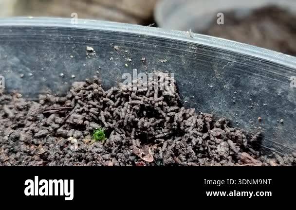 Worm castings or vermicast on black plastic pot surface, organic ...